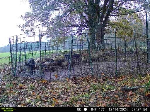 Swine Switch Cellular Hog Trap Trigger Cell Pig | eBay