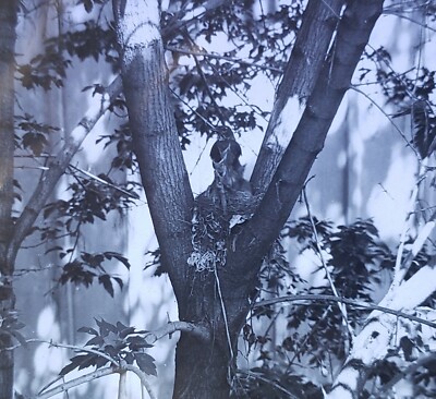 Robin Feeding Young, c1920's Magic Lantern Glass Slide | eBay