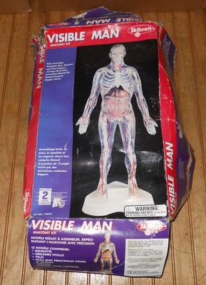 Skilcraft Visible Man Human Anatomy Plastic Model Kit Toy Model #74622 ...