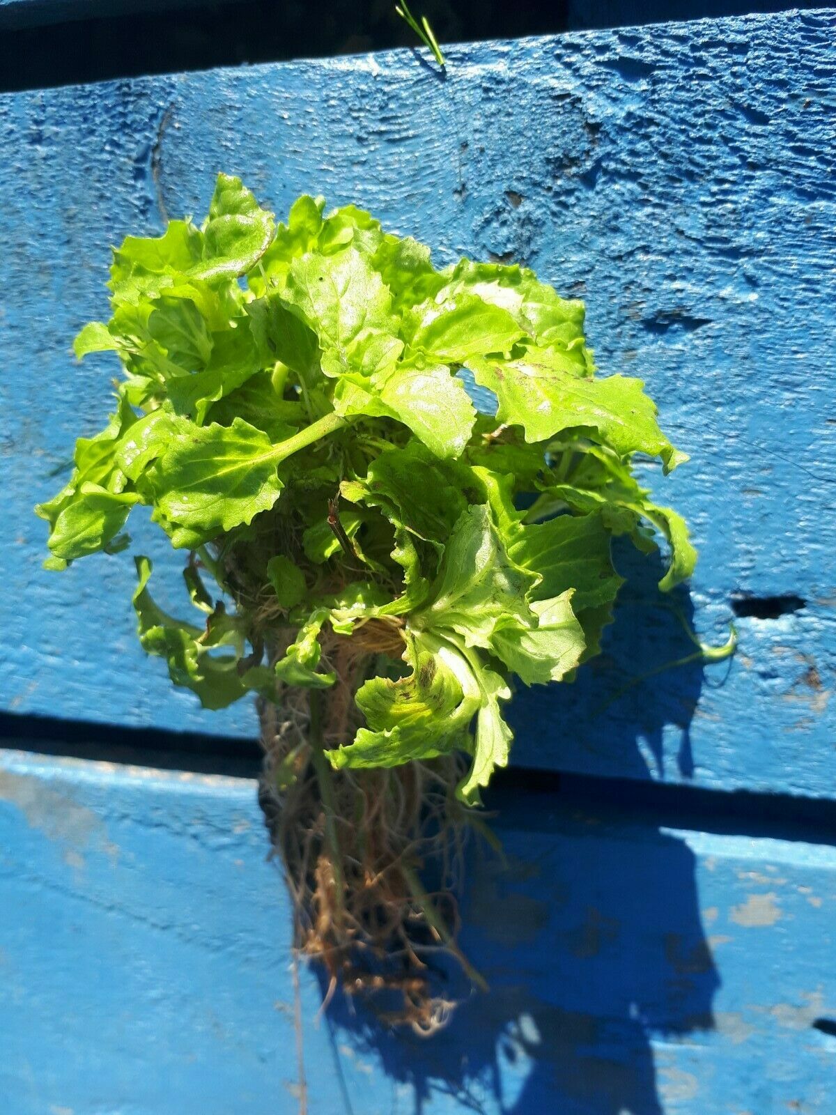 Various pond marginal bog plants oxygenating Iris water mint cress ...