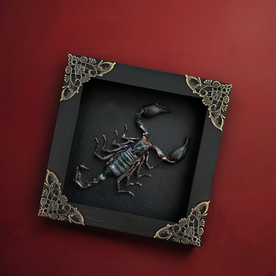 Real Framed Scorpion Gothic Wall Decor Shadow Box Taxidermy Father's ...