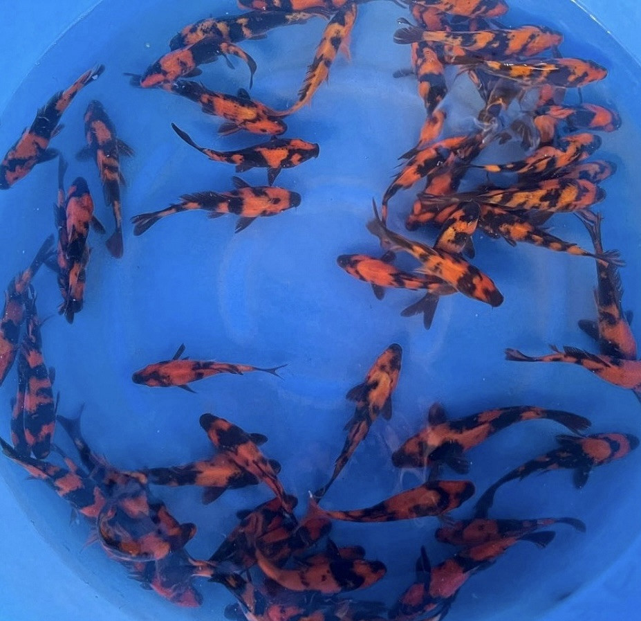 LOT of 12 HQ HI UTSURI 5-6” JAPANESE LIVE KOI FISH A-1 KOI | eBay