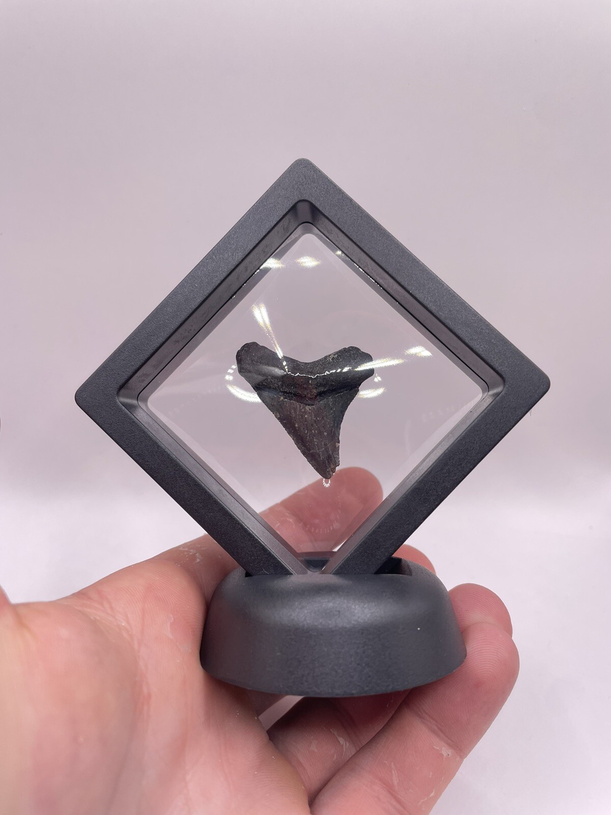 Megalodon Relative Angustiden Shark Tooth Fossil with Display Case 1.4 ...