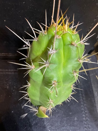 Cactus. Oscar x Huarazensis. Cactilicious. | eBay Australia