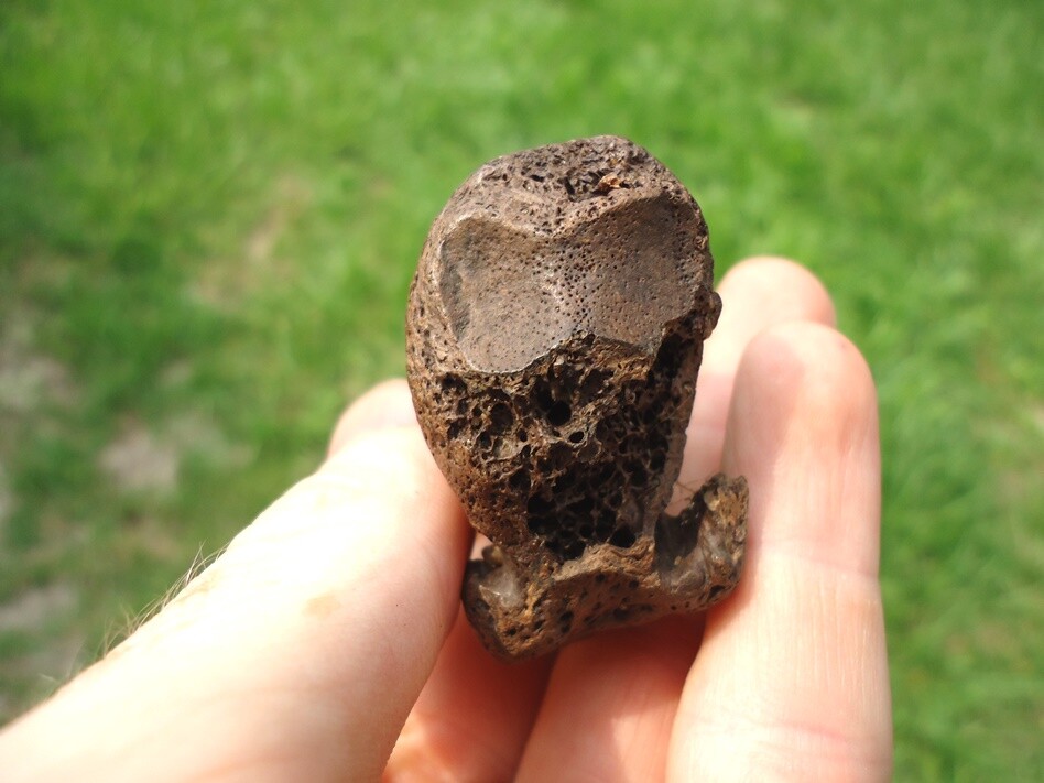 PARAMYLODON SLOTH CLAW CORE FLORIDA FOSSILS BONES EXTINCT ICE AGE ...