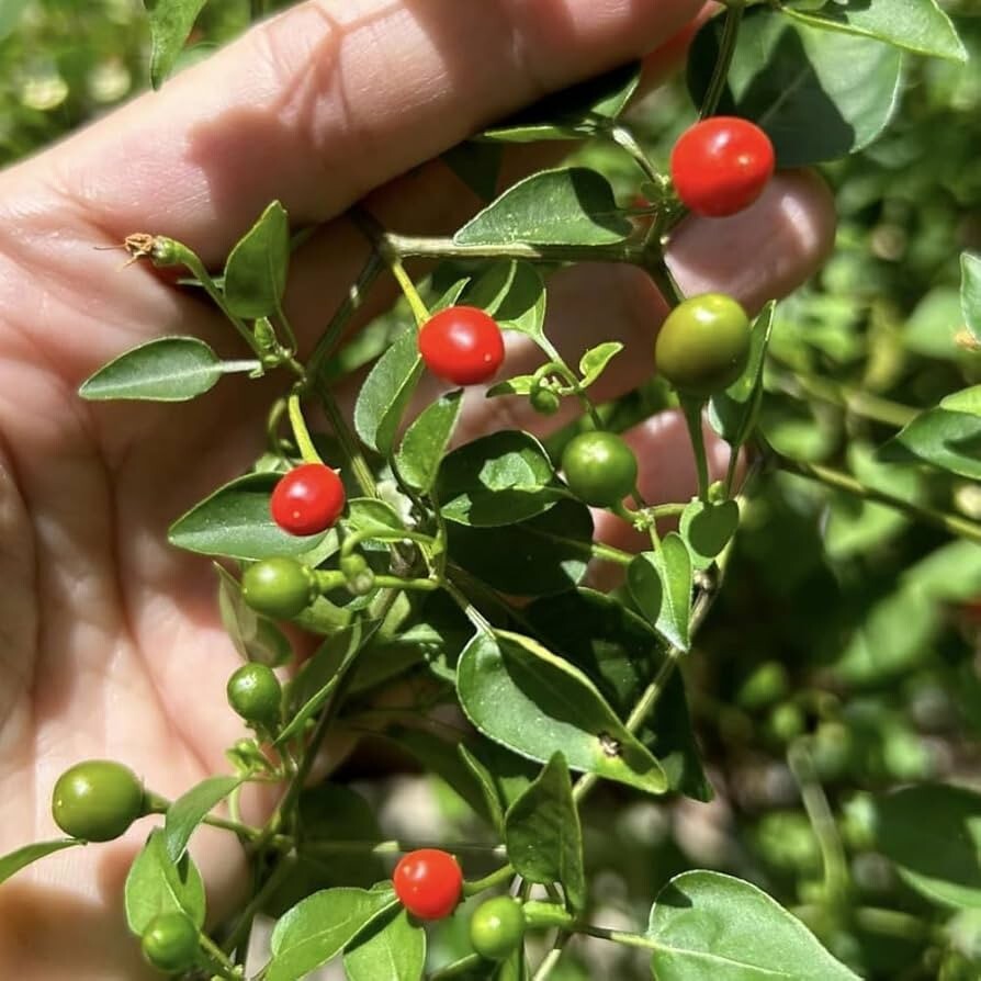 Chiltepin Plants Live in 4 Inch Pot, Pepper Live Plant - 6 to 12 Inc ...