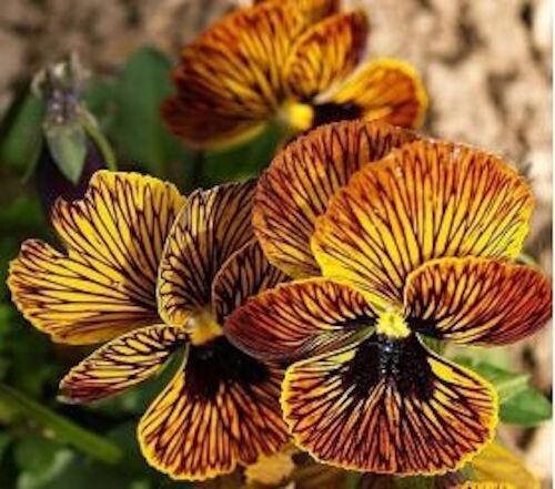 120+ VIOLA TIGER EYE RED FLOWER SEEDS, PANSY, PERENNIAL, NEW IMPROVED ...