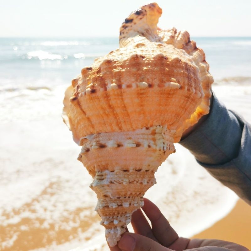 17CM Natural Real Sea Shell Craft Aquarium Decor Fish Tank Ornament | eBay