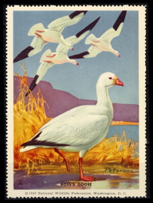 National Wildlife Federation Stamp - 1953 MNH - Ross's Goose | eBay