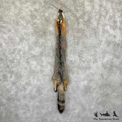 #30955 P | Grey Fox Tanned Hide Taxidermy For Sale | eBay