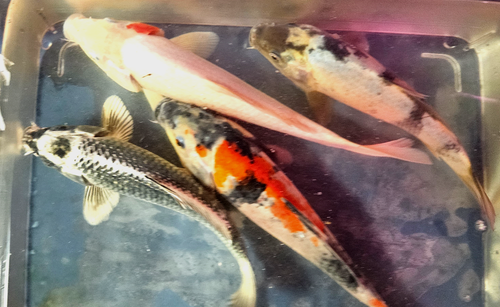 4-LOT STANDARD FIN LIVE KOI FISH 7"- 10" POND PACK, PKF, EFP FREE ...