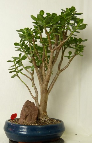 Bonsai Crassula ovata Dickblatt Geldbaum Jadebaum 60cm | eBay.de