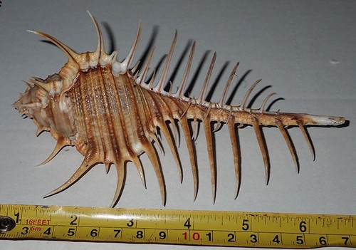 161 mm HUGE Murex Djarianensis Poppei Seashell #AK2 Phi-Phi Island ...