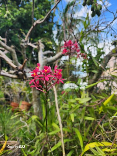 Red Epidendrum radicans – (2) Healthy Reed Stem Orchid (4"-8") Cuttings ...
