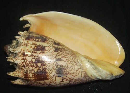 195 mm HUGE Aulica Imperialis Volute Seashell GREAT PATTERN Combine ...