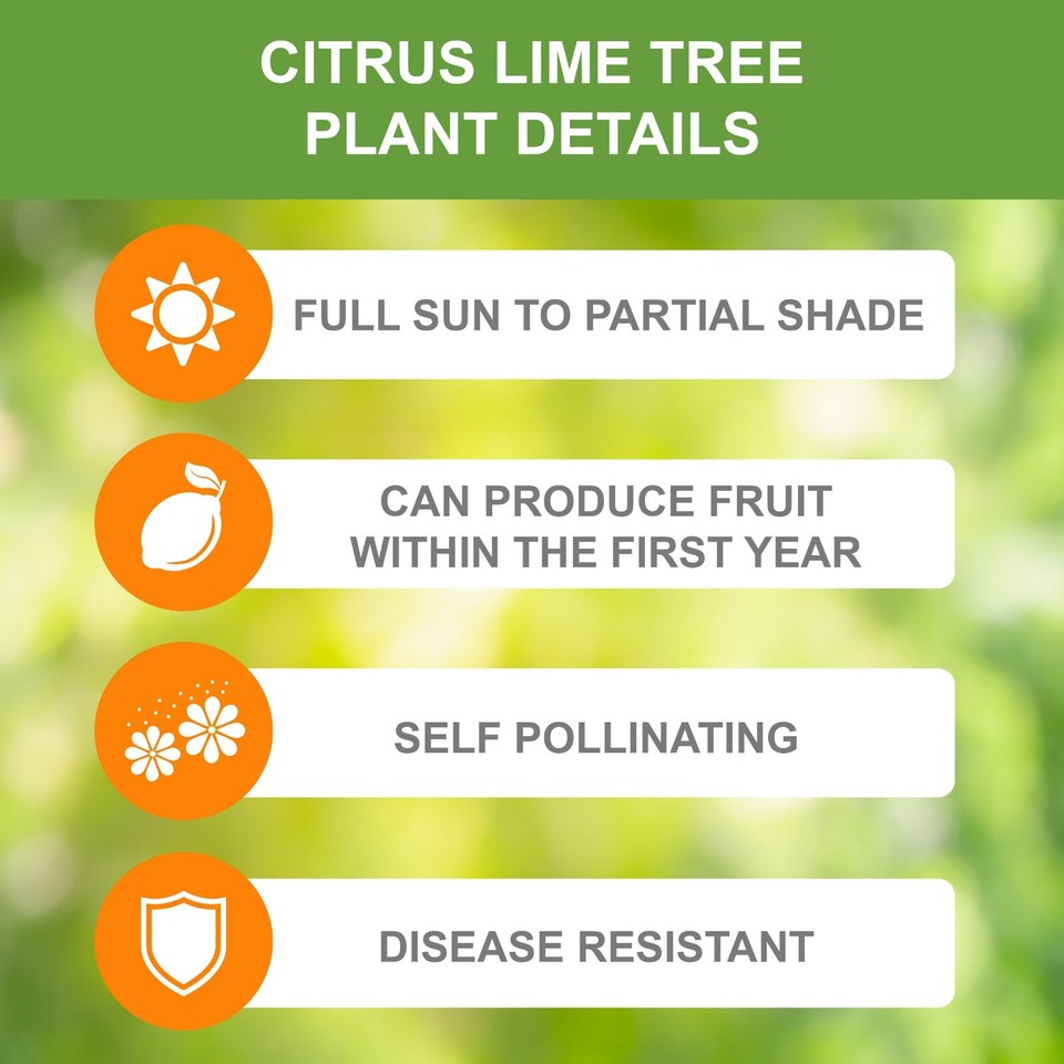 Garden State Bulb Persian Lime Tree, Citrus Live Plant (1 Gallon Potted ...