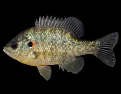 2" - 4" Red Ear redear shellcracker bream perch Sunfish Bluegill LIVE ...