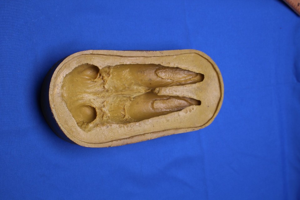 Young Moose Alaska Custom Rubber Mold make Plaster Footprint tourists ...