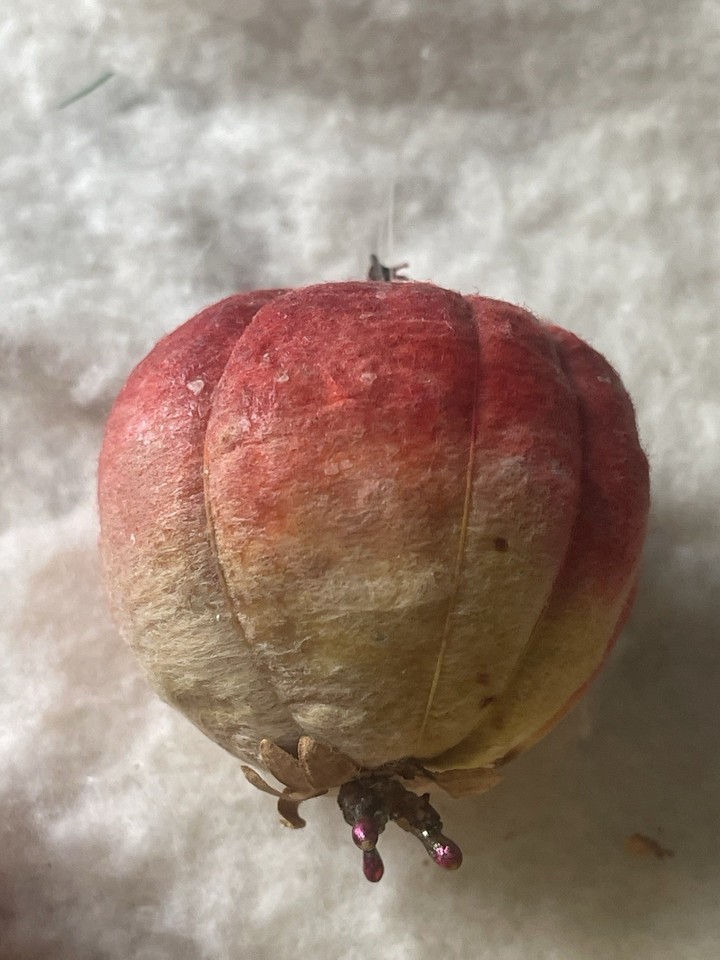 Nice Lot Of Antique German Spun Cotton Fruit Primitive | eBay