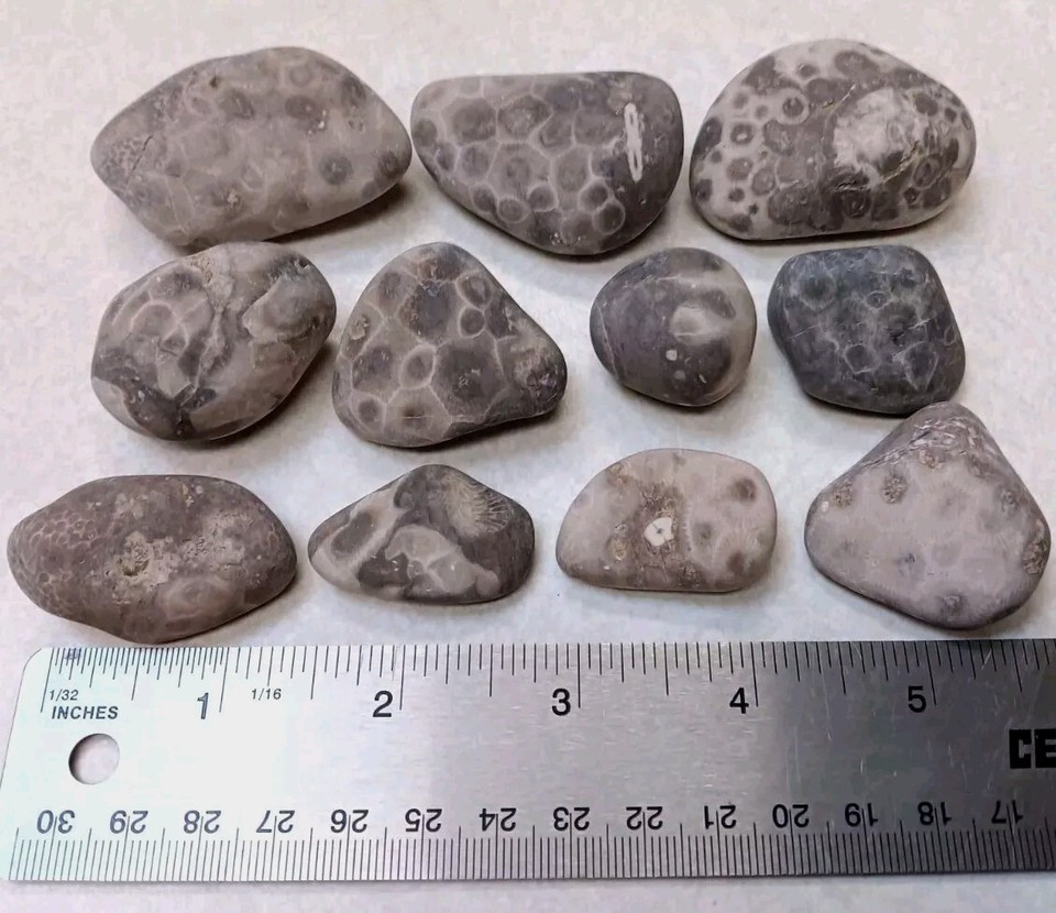 11 Petoskey Stone w/Favosites-Crinoids-Rugosa Combination Fossils ...