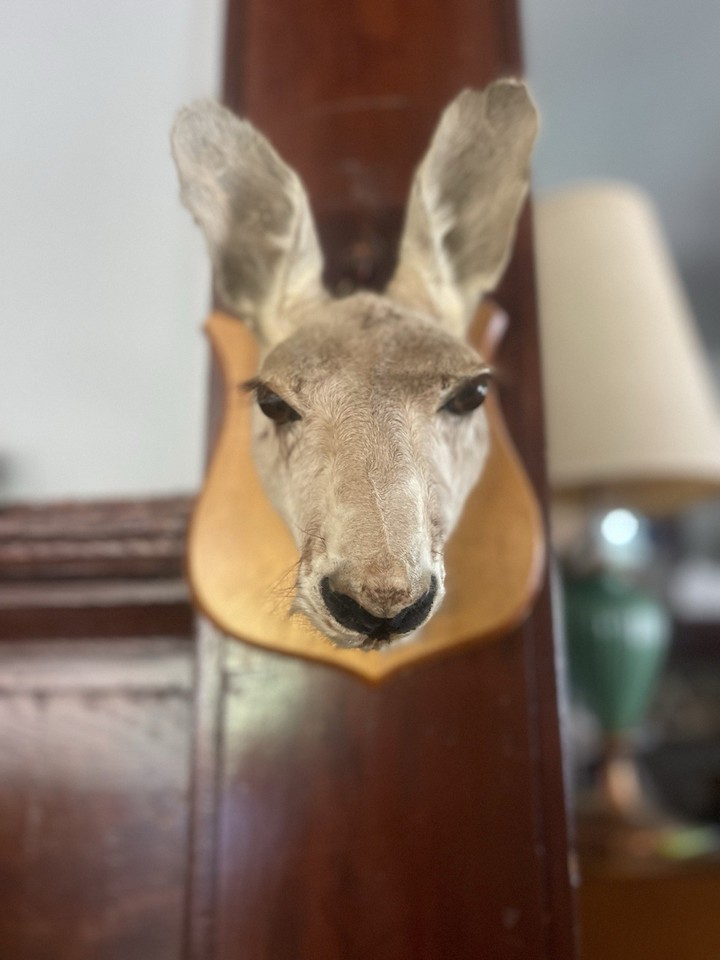 Kangaroo Taxidermy Bust Head Mount Plaque Vintage Rare | eBay