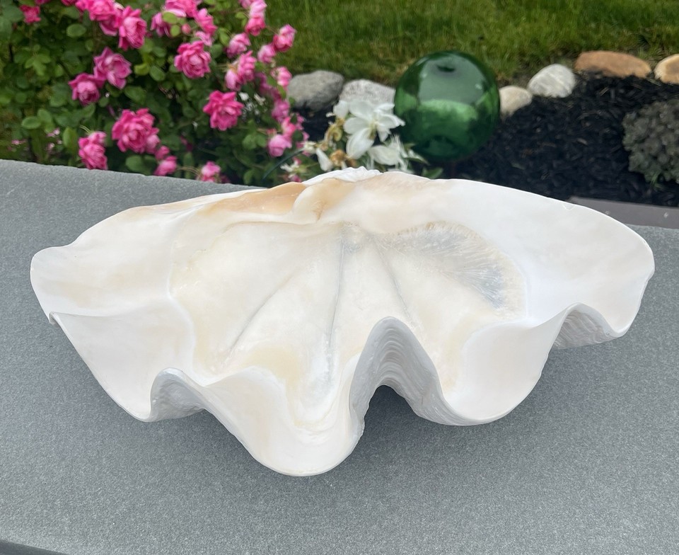 Beautiful Large Natural Clam Shell Tridacna Gigas 15.5" X 11" X 7 ...