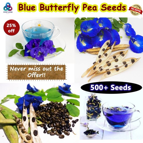 Blue Butterfly Pea 500+ Seeds Clitoria Ternatea Vine Asian pigeonwings ...