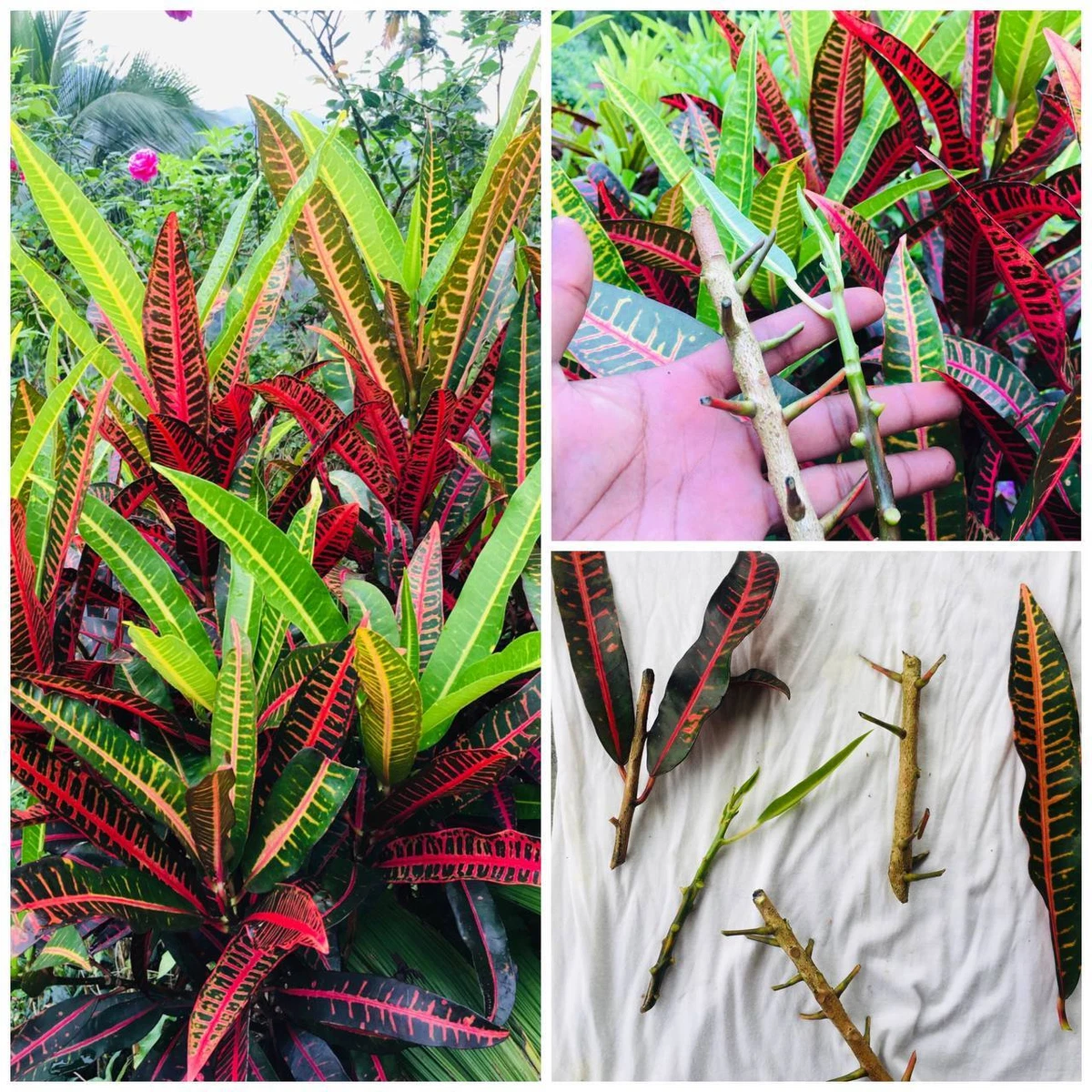 Codiaeum Variegatum Cultivars