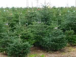 Turkish fir, Abies bornmuelleriana, Christmas Tree approx, 25 seeds | eBay