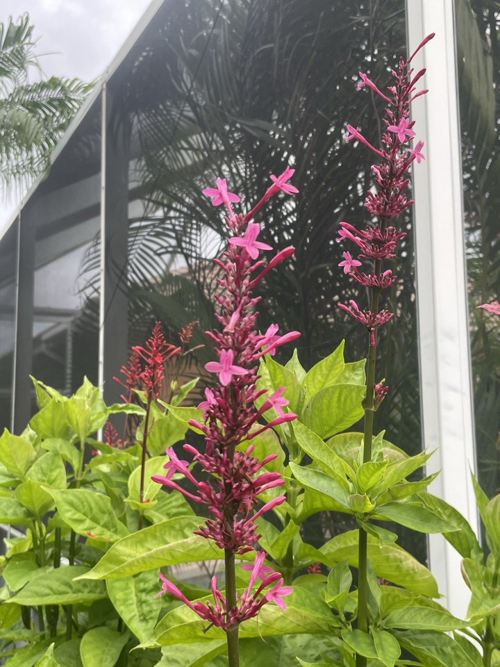 Purple Firespike, Odontonema Cuspidatum Cardinal’s Guard Plant For ...