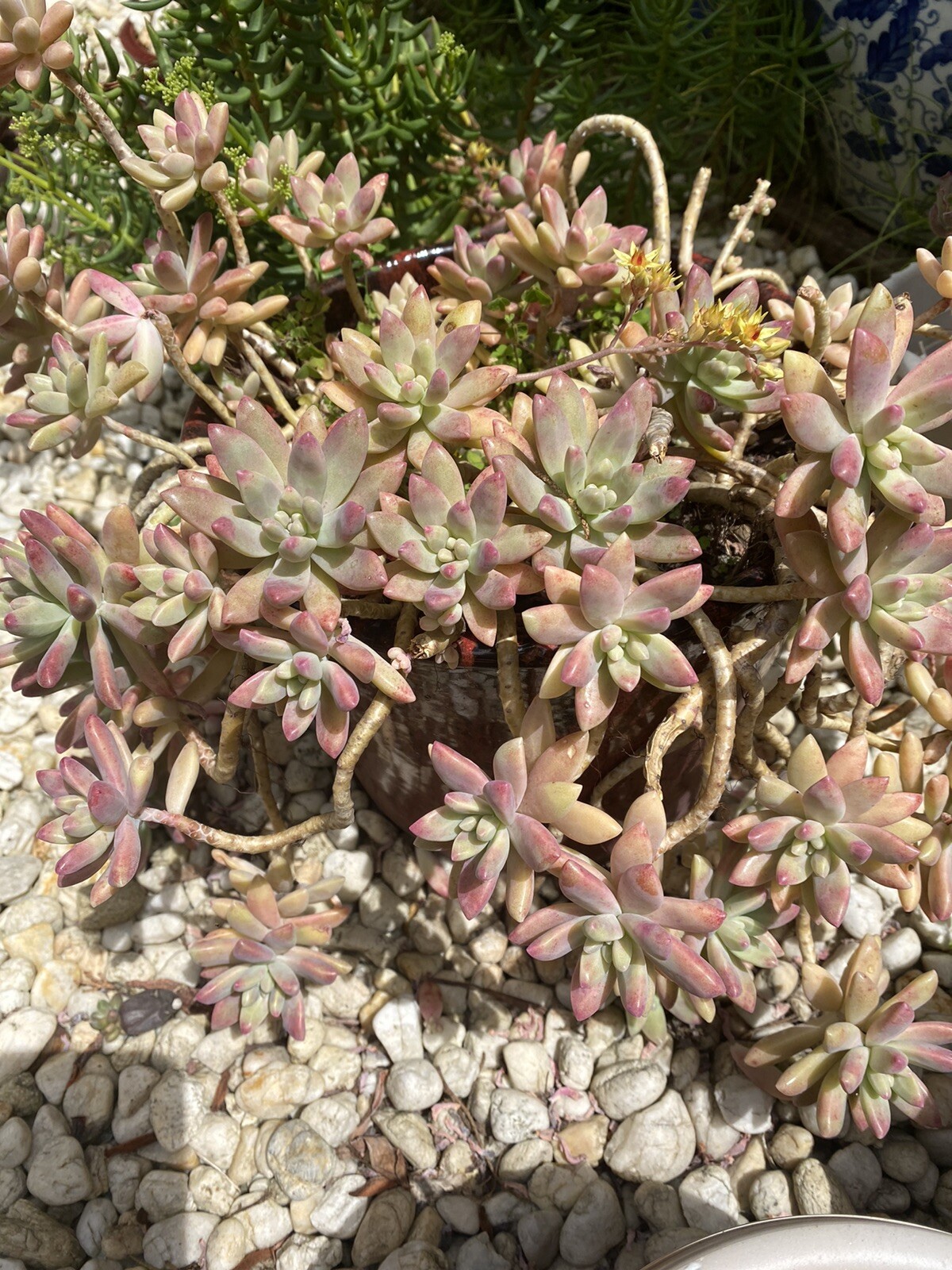 4x Pachyphytum Frostbite Cuttings -Succulent | eBay Australia