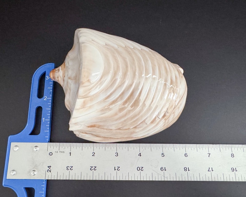 Natural Conch Sea Shell 6" Long Large Pink Rare Find Beautiful | eBay