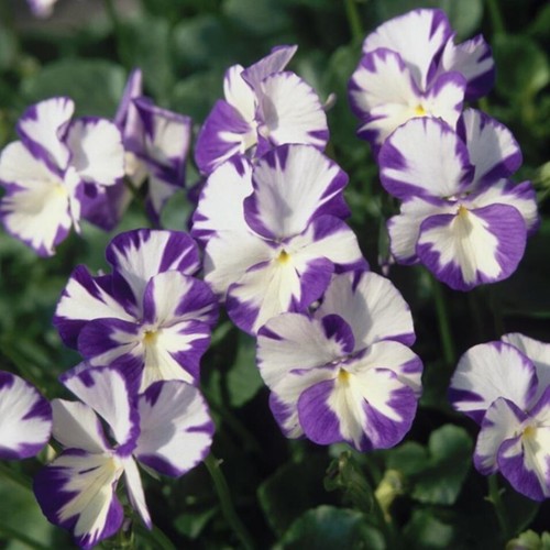 Viola Rebecca Plug Plants Mauve White Flowers Evergreen Fragrant Pansy ...