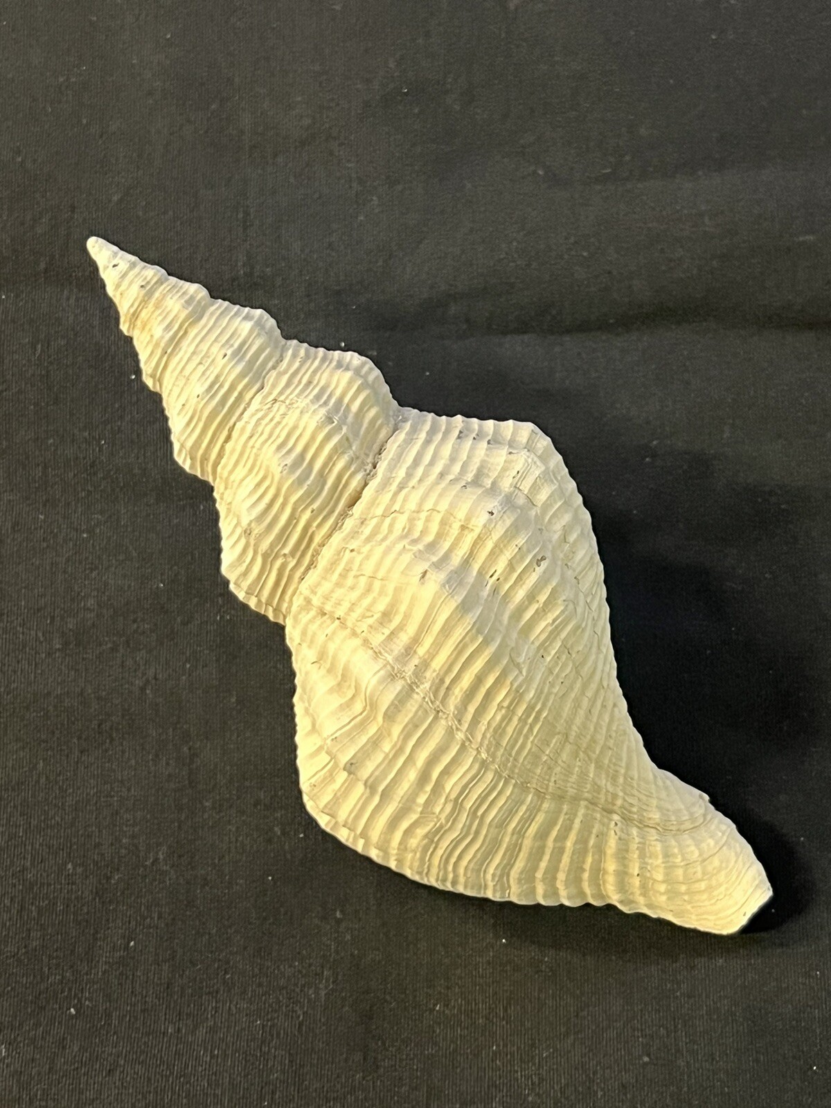 RARE Fossilized JUVENILE HORSE CONCH Shell From Central Florida ...