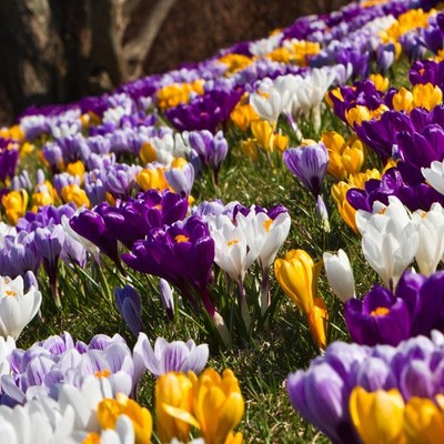Crocus Spring Bulb Mix - Mixed Early Spring Outdoor Flowering Perennial ...
