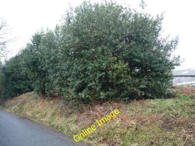 Photo 6x4 Holly boundary to Lower Halstead Farm Fulstone Large holly ...