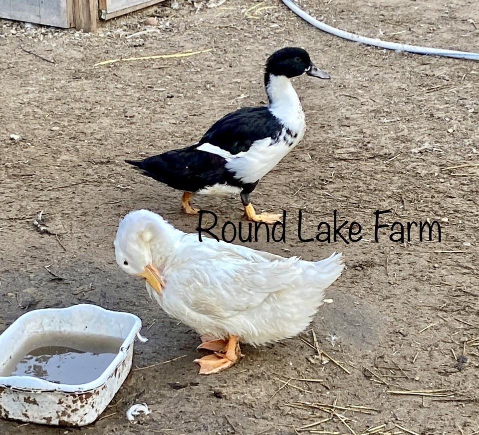 1 Fresh And Fertilized Domestic Barnyard Mix Duck Hatching Egg | eBay