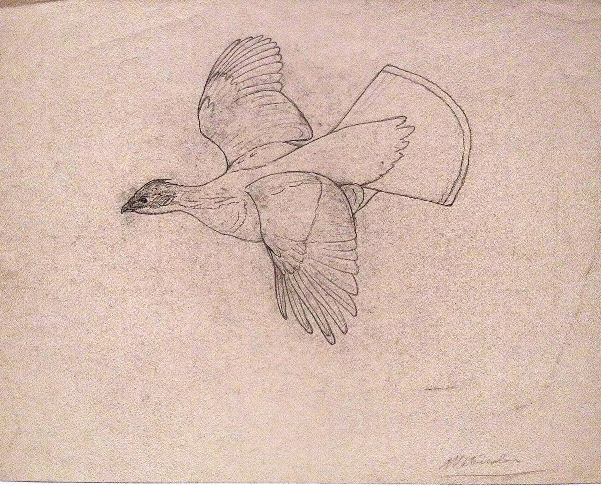 Flying Parrot Pencil Drawing