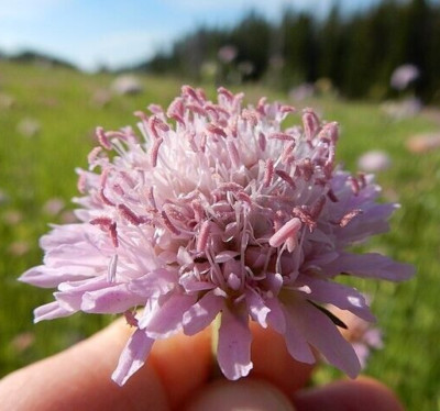KNAUTIA, LAVENDER 100 SEEDS, PINCUSHION FLOWERS, *EZ TO GROW* | eBay