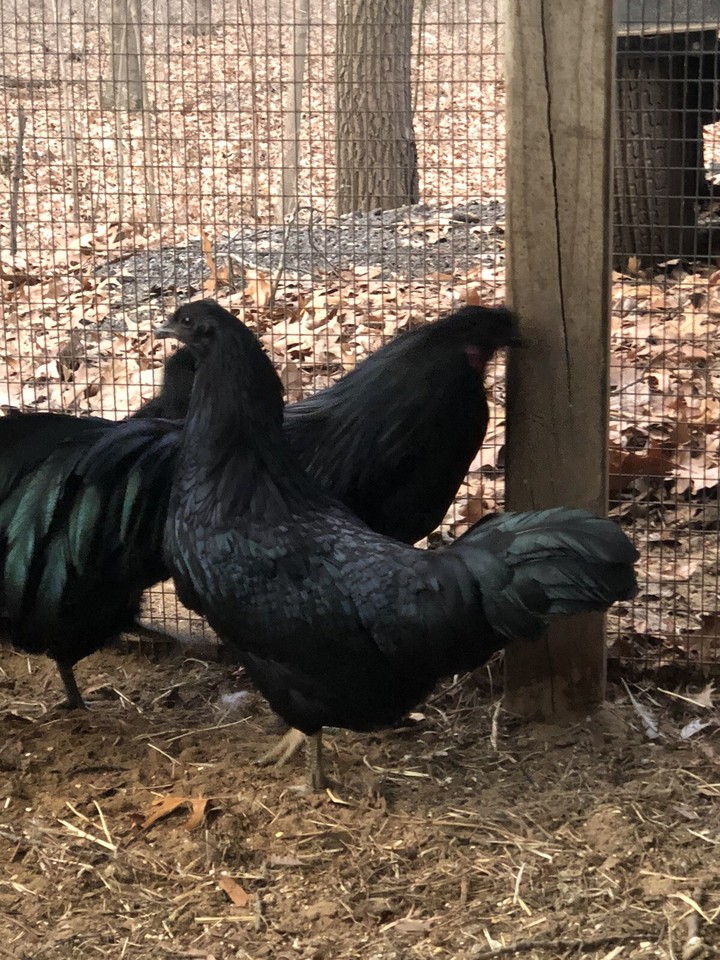 10+ Fertile Rare Black Sumatra Hatching Eggs | eBay