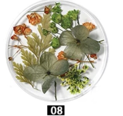 Flores Disecadas #6 Y # 8 | eBay