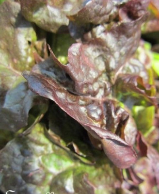 LAITUE à COUPER 'Feuille de Chêne Rouge' ♫ Graines ♫ Plante Potagère ...