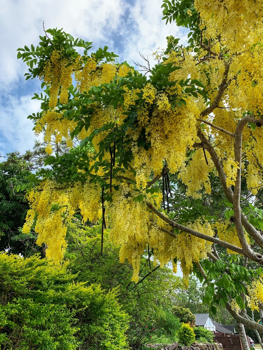 Cassia Tree
