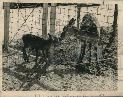 1952 Press Photo Japanese Sika deer born at Audubon Park Zoo, shown ...
