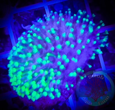 SAF~ Toadstool Leather Coral Frag, “WYSIWYG” Soft, Coral Colony, SPS ...