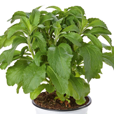 Stevia 'Sweety' Medium Plug Plants x 4. Sweet leaved tender herb. | eBay