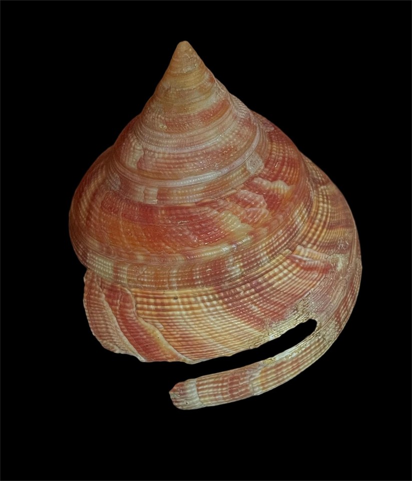 Seashell Perotrochus hirasei 76.6mm | eBay