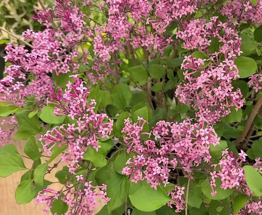 Red Pixie Lilac, Syringa (pubescens subsp.julianae) LIVE PLANT 6 ...