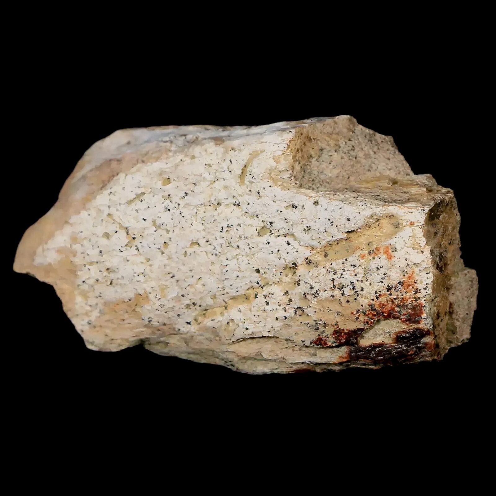 2.9" Triceratops Fossil Frill Bone Lance Creek FM Cretaceous Dinosaur ...