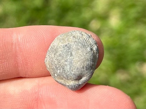 Canada Fossil Brachiopod Catazyga headi Pontgrave Formation Late ...